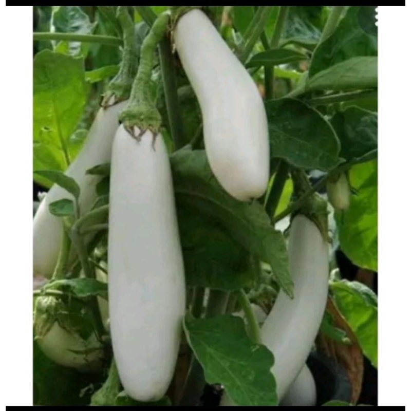 Eggplant Tisoy Seeds/Talong Puti Seeds for Planting(10 seeds per pack ...