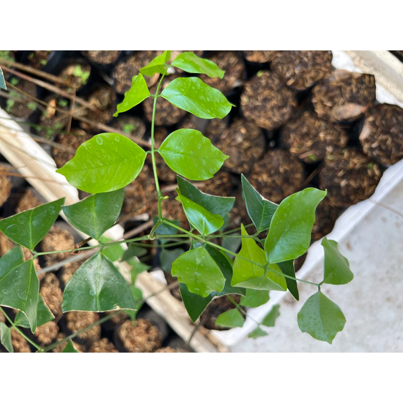 Malaipil Intsia Borneensis seedling 8-12 inches tall Hardwood Native J ...