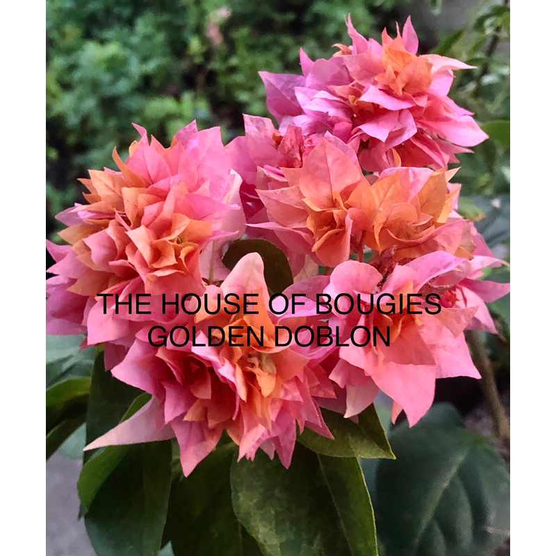 THE HOUSE OF BOUGIES ROOTED BOUGAINVILLAE RARE GOLDEN DOBLON | Shopee ...