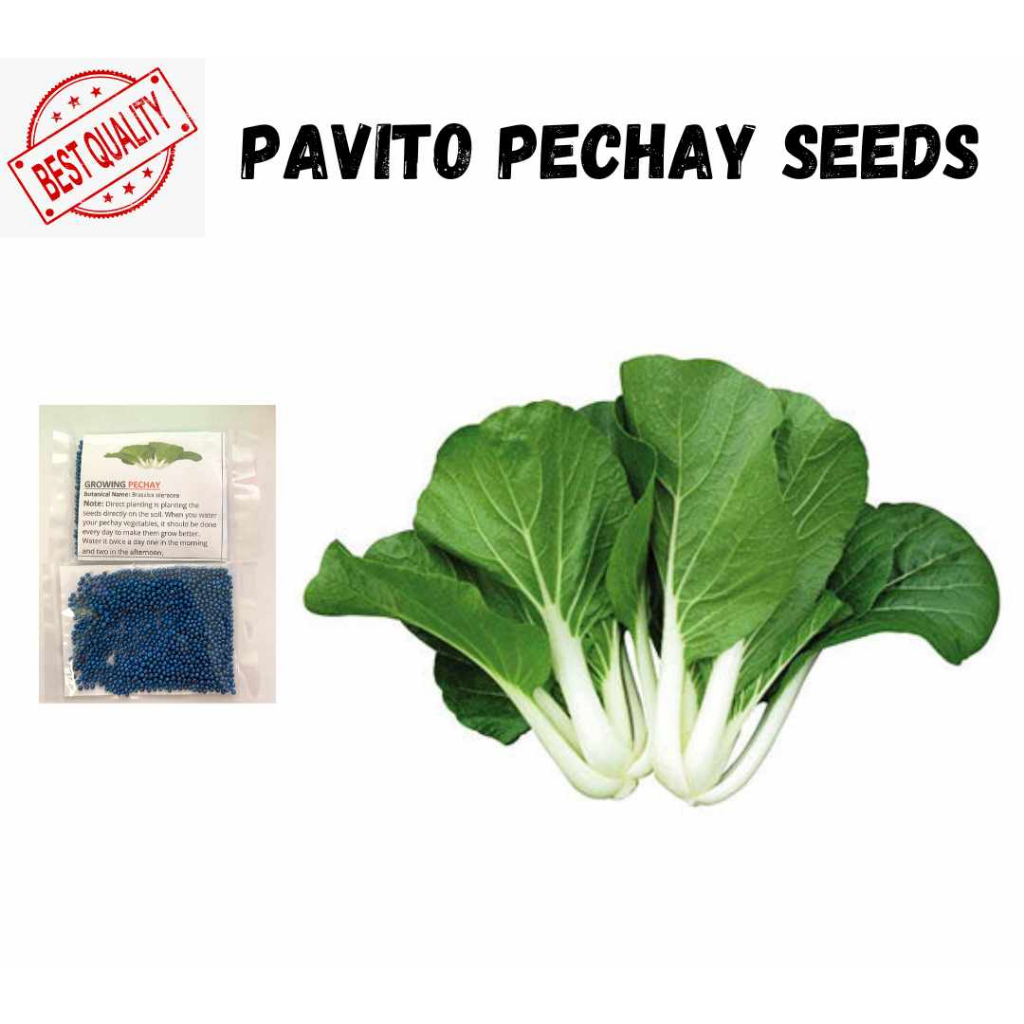 Pechay Pavito Seeds - 1000pcs Seeds ( 1pack ) | Shopee Philippines