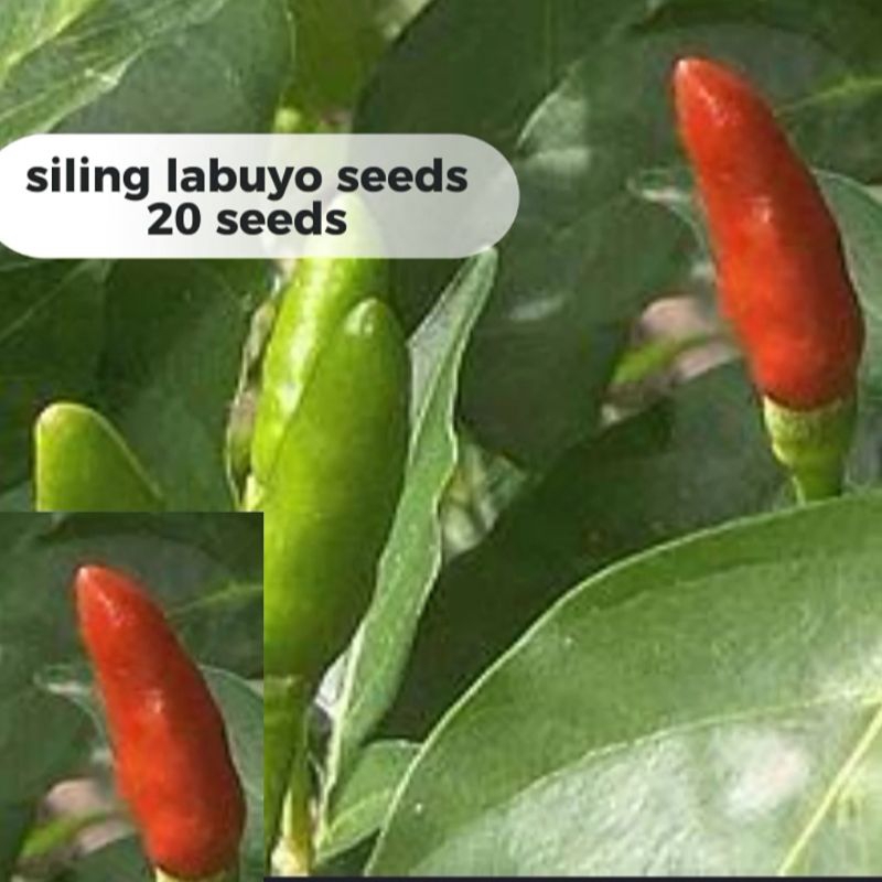 siling labuyo seeds (20 seeds) | Shopee Philippines