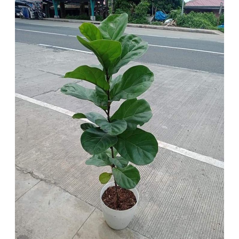 Fiddle Leaf 2ft to 2.5 ft Height | Shopee Philippines