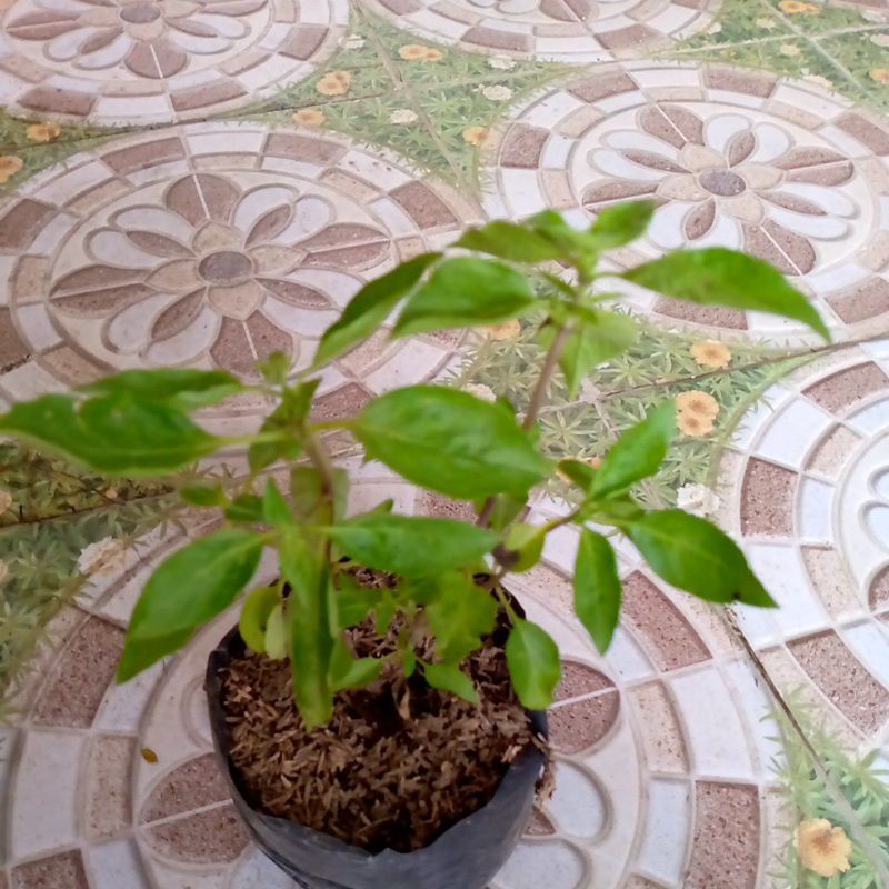Thai basil (in polybag) LUZON ONLY | Shopee Philippines