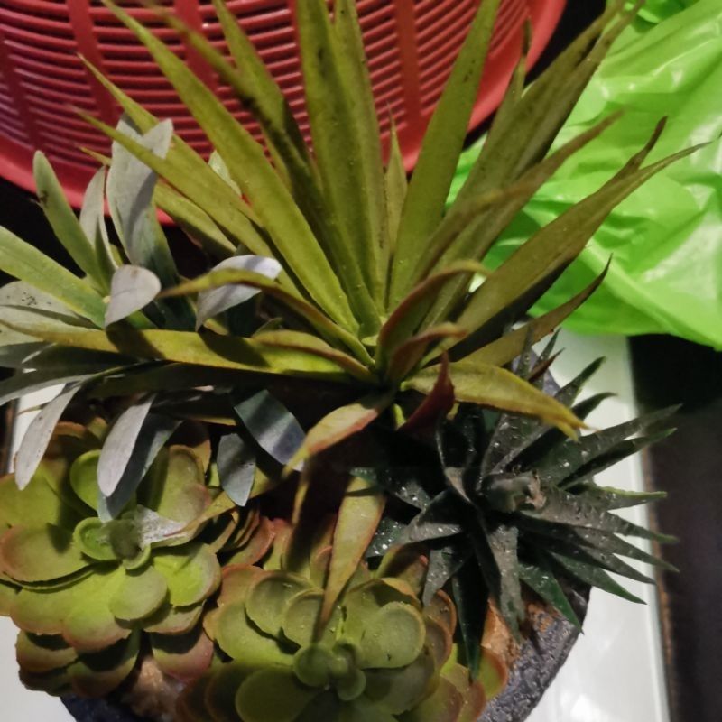 Aquatic plant decoration for Red Belly Pacu | Shopee Philippines