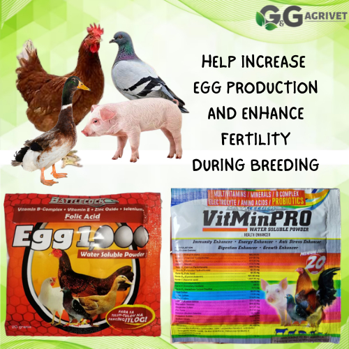 [G&G AGRIVET] 2PCS EGG 1000 + 2 PCS VITMINPRO / SACHET / BATTLECOCK FOR ...