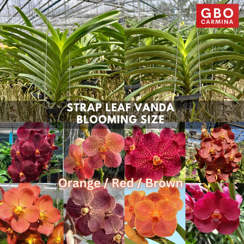 GBO Carmina: ORANGE/RED/BROWN COLOR - BS Strap Leaf Vanda | Blooming ...