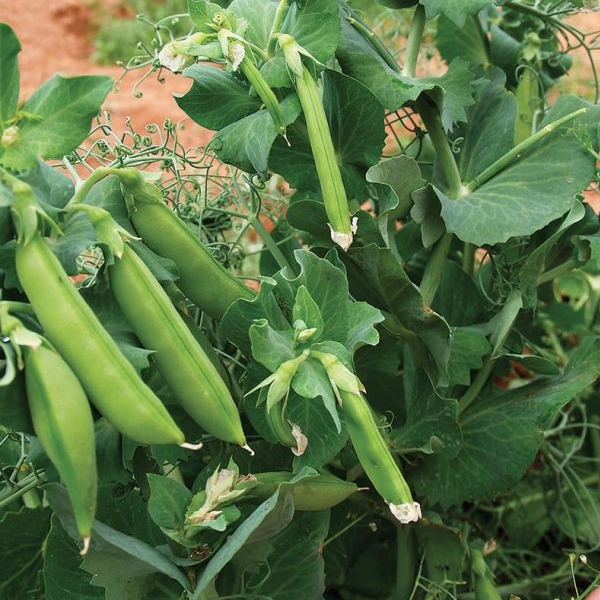 Sugar Snap Pea Seeds Rare Pea Seeds Heirloom Pea Seeds Sugar Snap Peas ...