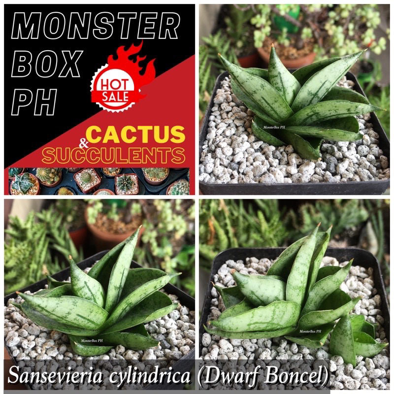 Dwarf Boncel (Sansevieria) | Shopee Philippines