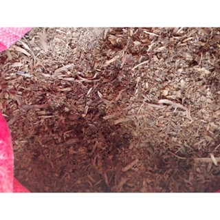 Kusot ng Accacia a Pang lagay sa halaman(300G) | Shopee Philippines