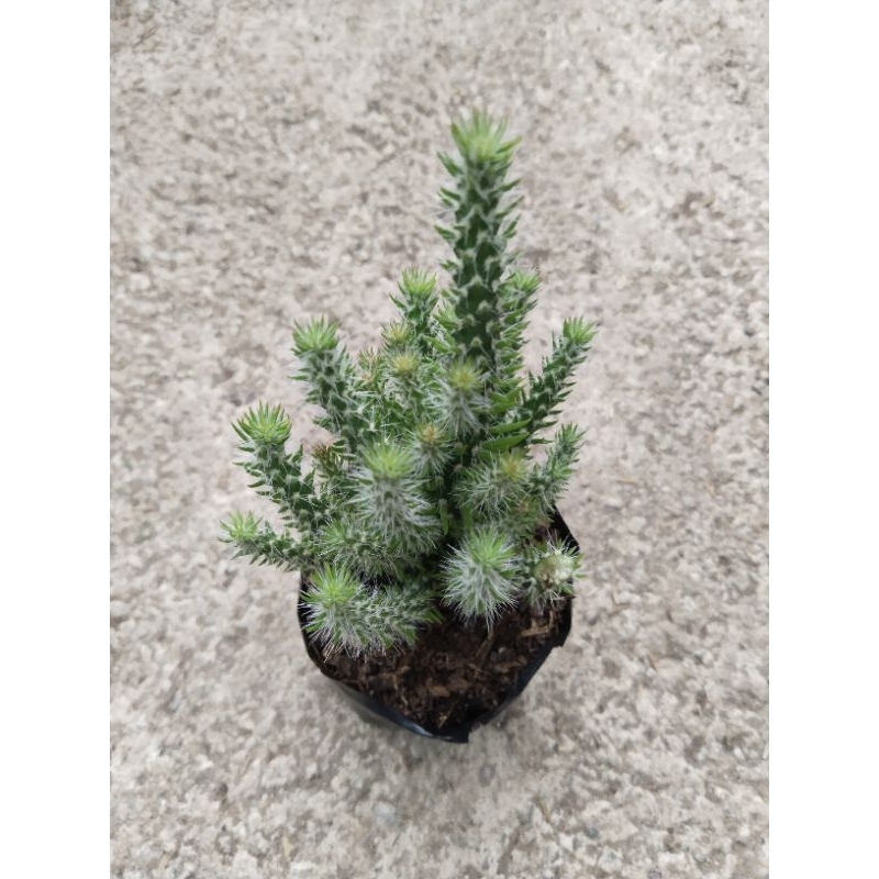 Thai-cobra-cactus {rare type} (garden decor) N0T Seed's | Shopee ...