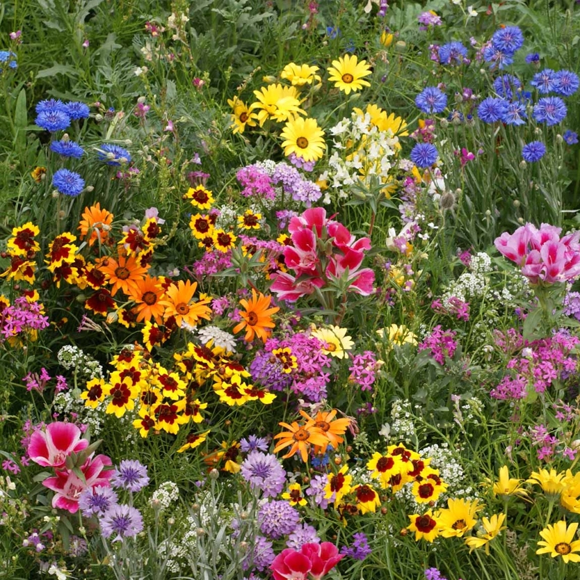 Wildflower Mix Flower Seeds Rare Flower Seeds Heirloom Flower Seeds ...