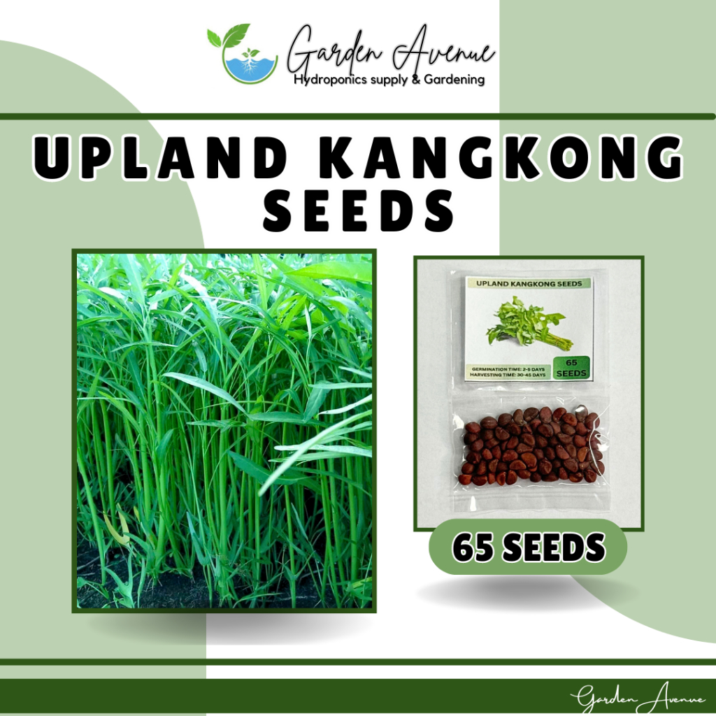 UPLAND KANGKONG (65 SEEDS) - PWEDE SA LOWLAND/EASY TO GROW/MORE PROFIT ...