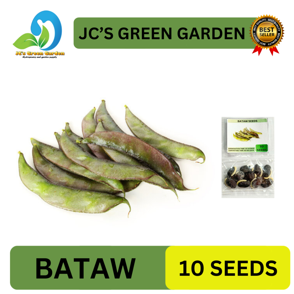 (10 SEEDS) BATAW SEEDS/HABITSUWELAS SEEDS/FOR GARDEN/HYBRID/EASY TO ...