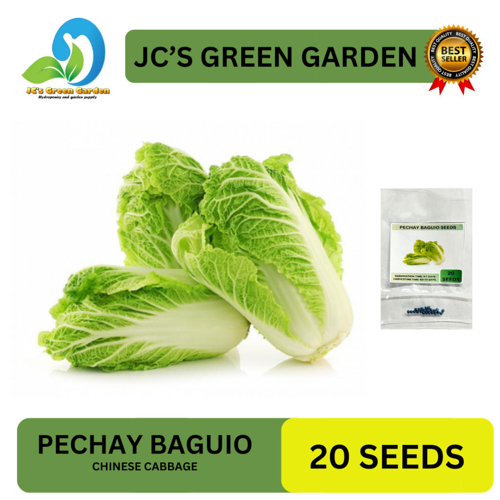 VALUE PACK (20 SEEDS) PECHAY BAGUIO SEEDS/CHINESE CABBAGE/FOR PLANTING ...