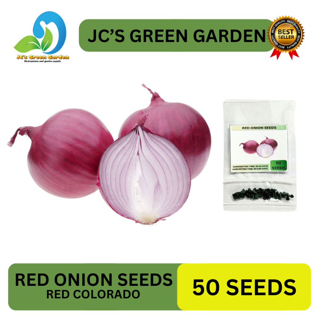 VALUE PACK (50 SEEDS) RED ONION SEEDS/RED COLORADO VARIETY/FOR PLANTING ...