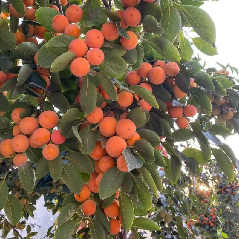 Buy a pair of crispy and sweet persimmons that can be eaten directly ...