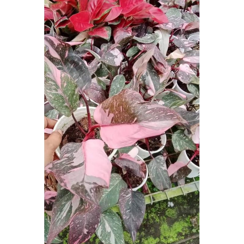 PPP Galaxy Marble Pink Princess Rare Variety | Shopee Philippines