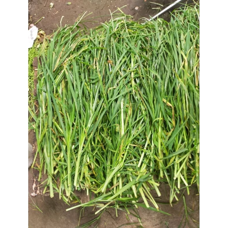 PARAGIS FRESH STEM ONLY (NO ROOTS) | Shopee Philippines