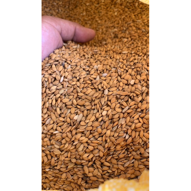 Palay kaingin, Palay Bundok, Mountain rice, Pinipig Rice unpeeled, more ...