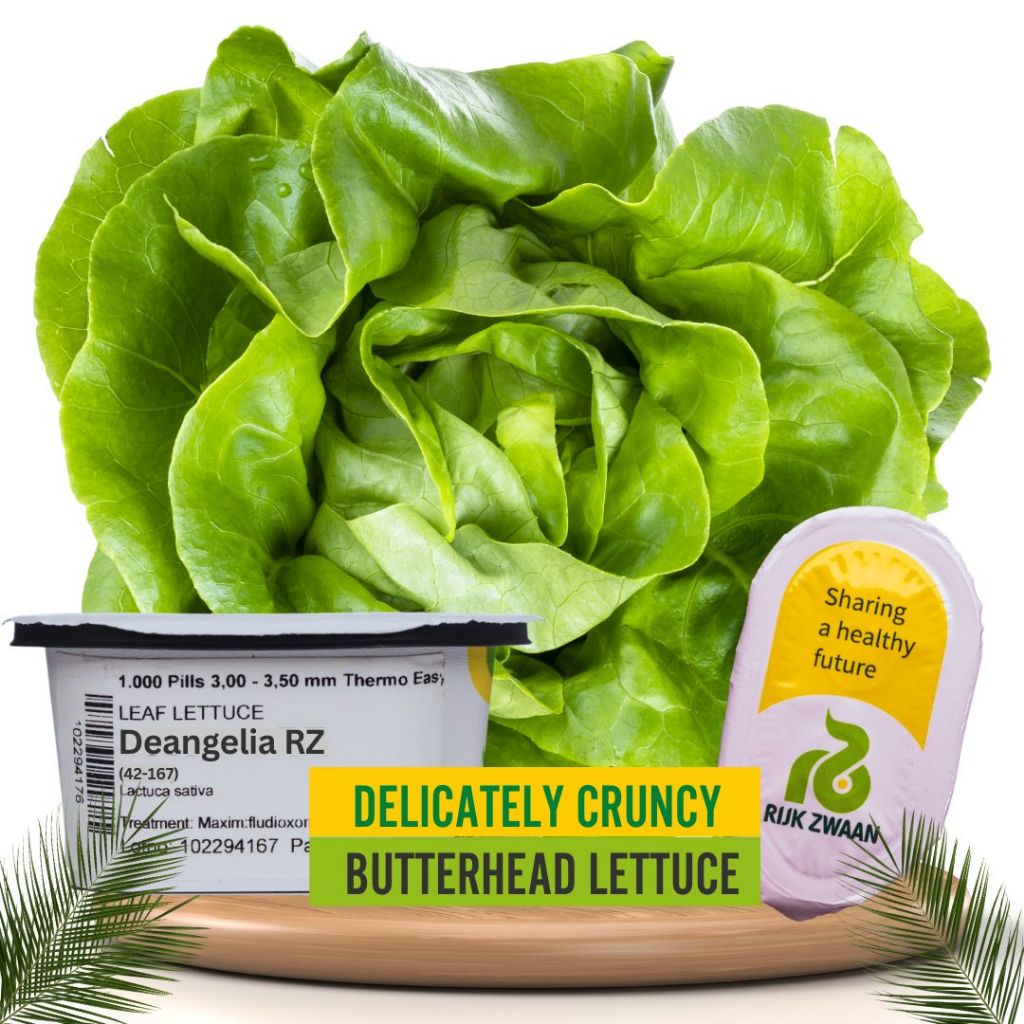 Rijk Zwaan Deangelia | Green Butterhead Lettuce Seeds | Shopee Philippines