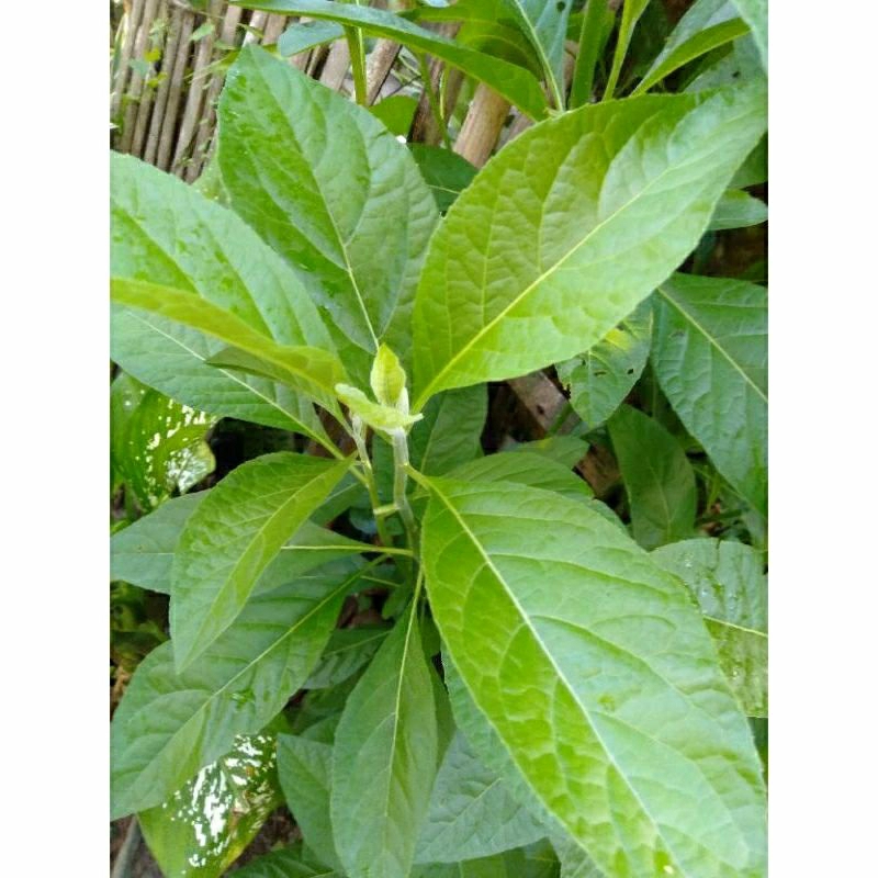 BITTER LEAF/VERNONIA AMYGDALINA (small -medium-big) | Shopee Philippines