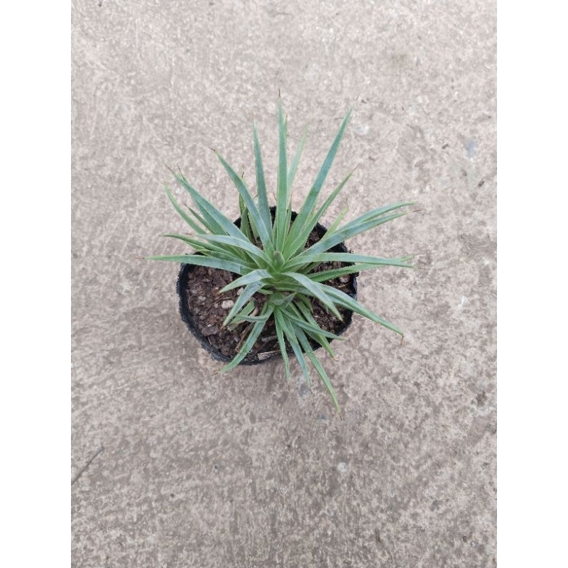 Toothpick Agave (stricta) (garden decor) | Shopee Philippines