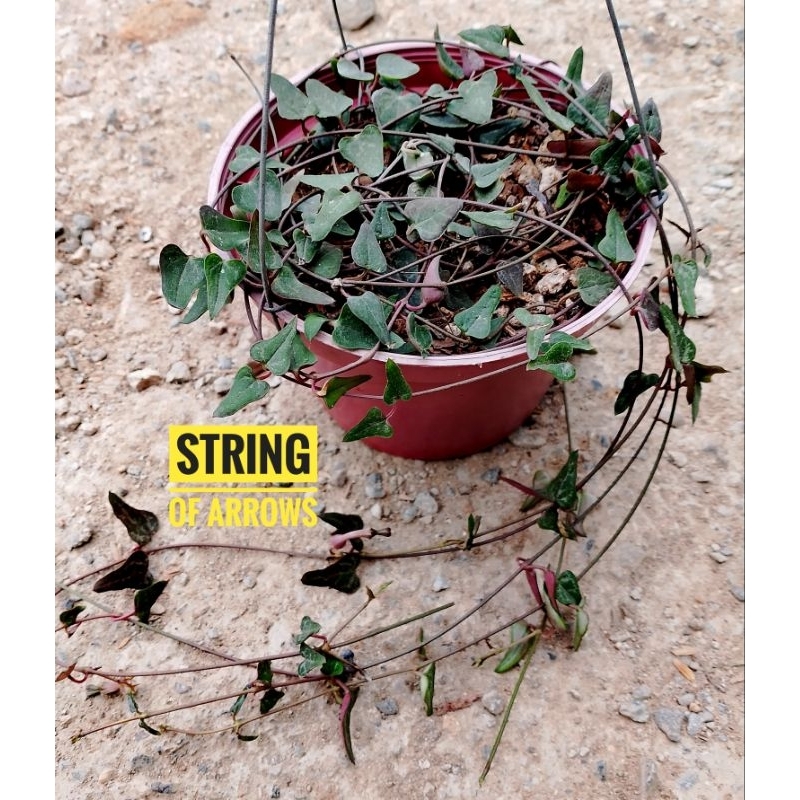 RARE STRING OF ARROWS | Shopee Philippines