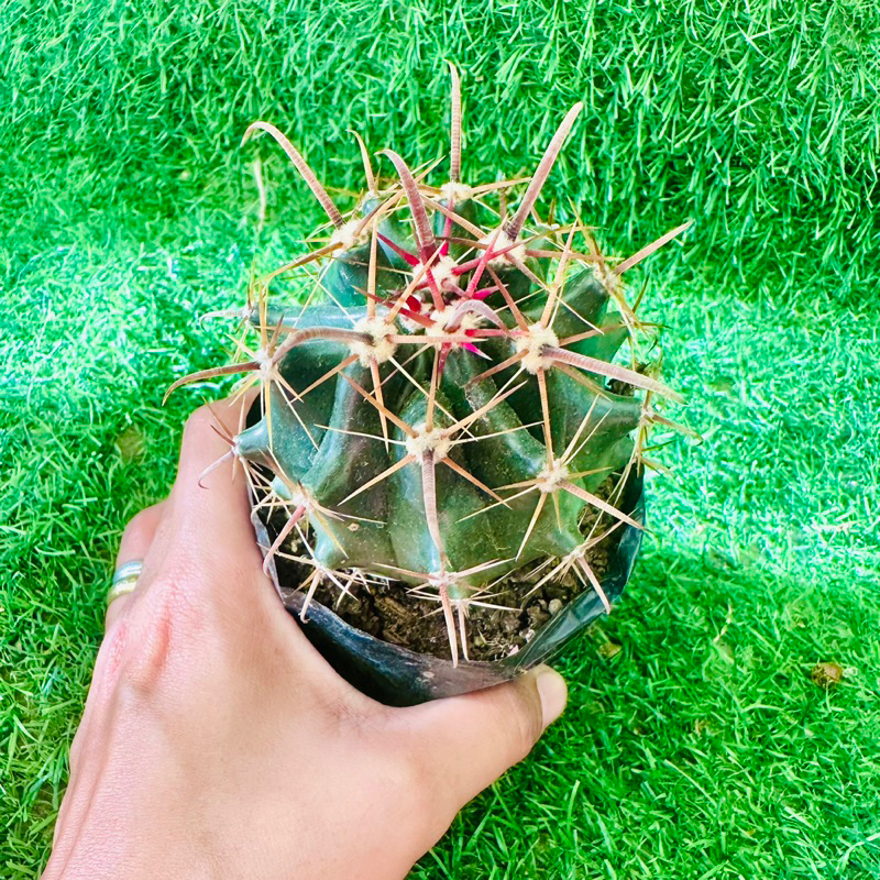 Rare Ferocactus Gracilis Live Uprooted Hard Thorns Easy to care Regular ...