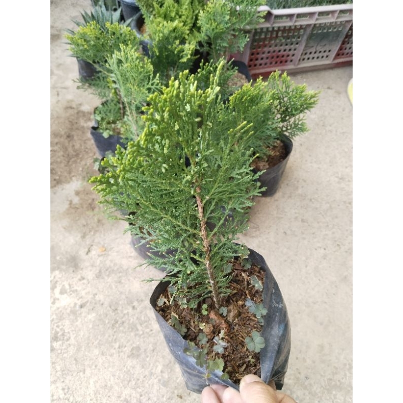 small size Fan Cypress (garden decor) | Shopee Philippines