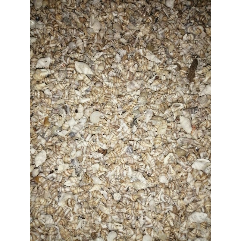 Real Seashell l Palay Gurisan l 500g l 1kg | Shopee Philippines