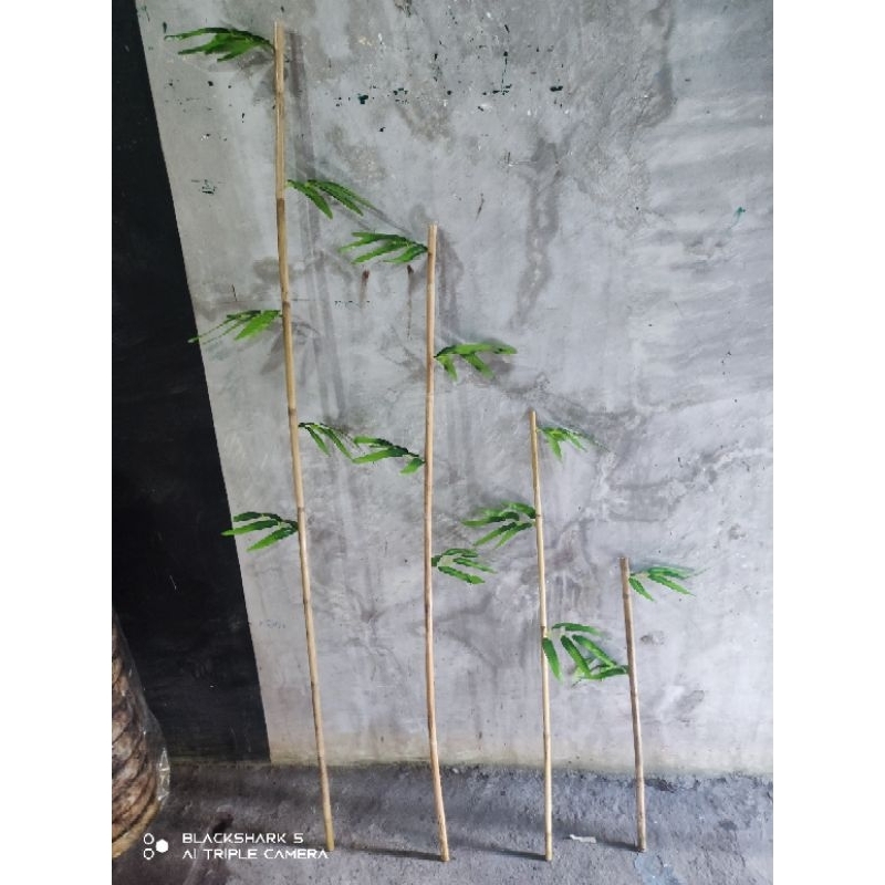 2ft, 3ft, 4ft, 149cm bamboo stick with leaves per piece | Shopee ...
