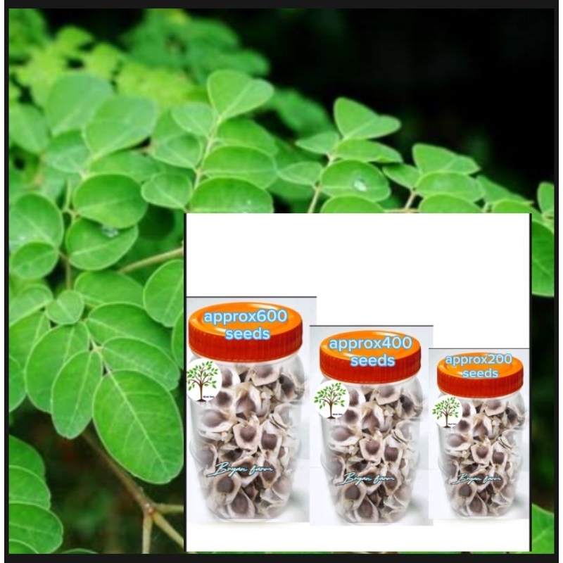 Malunggay seeds (Matured seeds) | Shopee Philippines