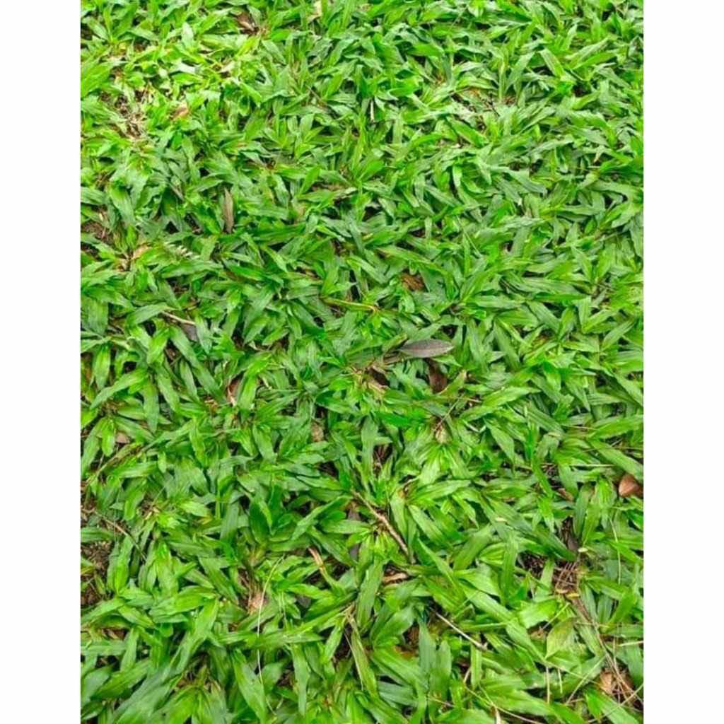 Frog Grass Blue Grass Carabao Grass Peanut Grass Bermuda Grass Variegated PER SQUARE METER Shopee Philippines