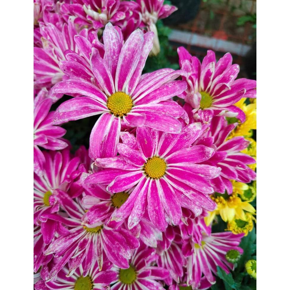 Malaysian Mum's Pink Promise 2-3 stems with FREE plastic pot and white ...