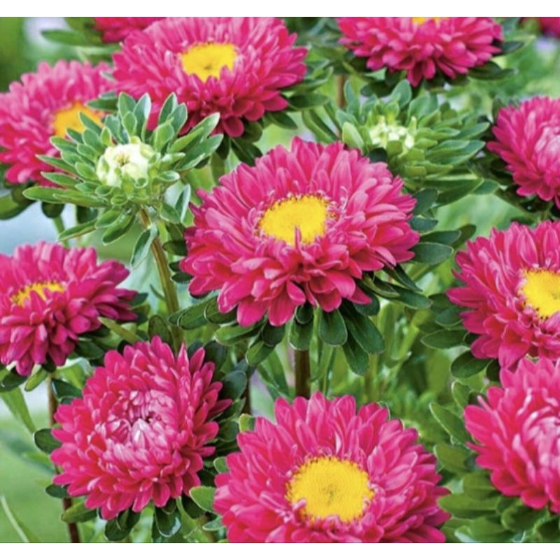 Aster Flower Seeds (Fuschia Pink, Red and Magenta) (50+ seeds) | Shopee ...