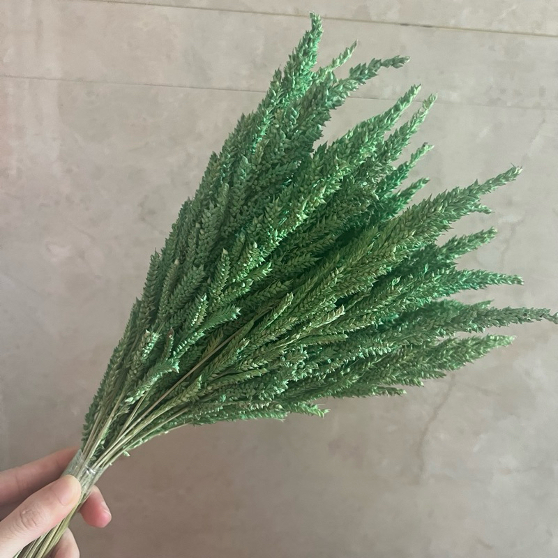 Dried Trigo Grass(LOCAL) | Shopee Philippines