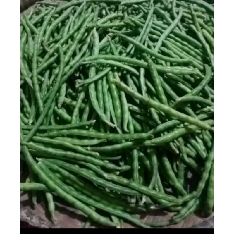 Native Sitaw na turo seeds/ ilocano for planting/ new harvest | Shopee ...