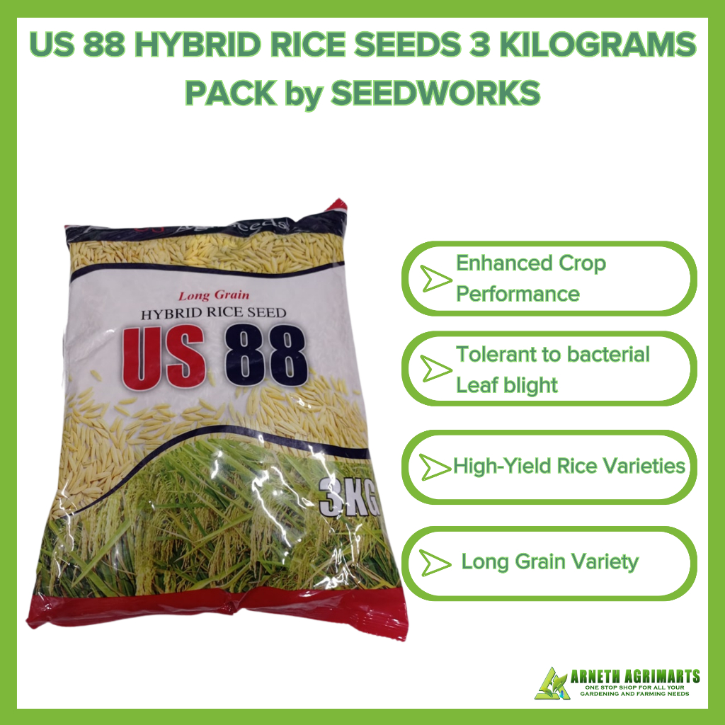 US 88 HYBRID RICE SEEDS 3 KILOGRAMS PACK | Shopee Philippines