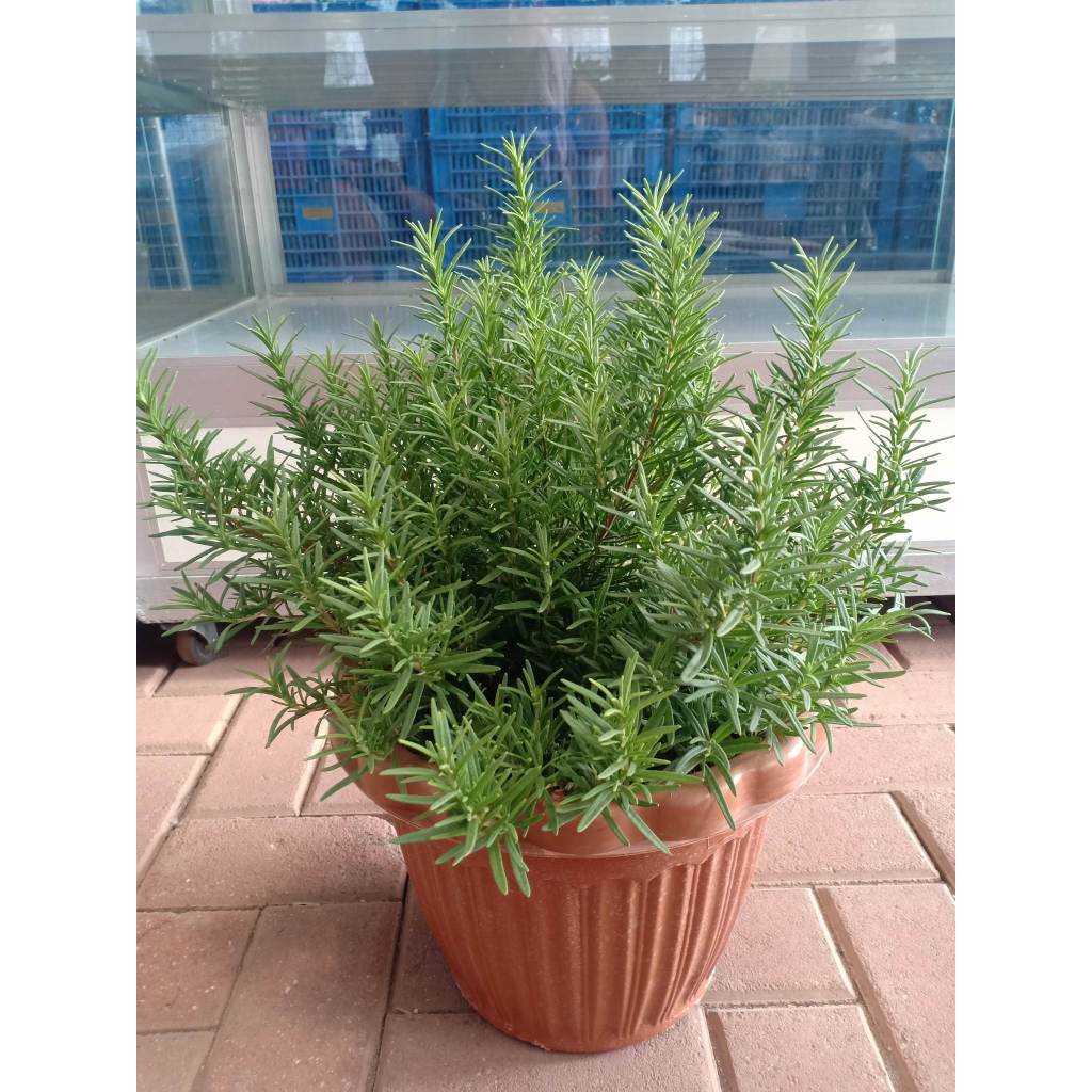 Rosemary Plant - Free white pebbles (Herb Plant, Live Plant, Outdoor ...