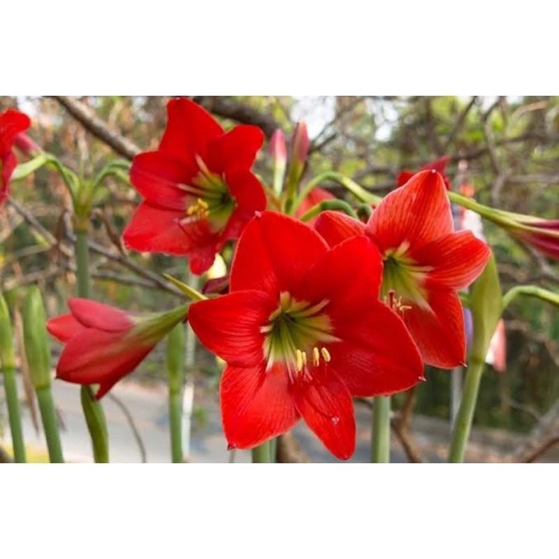Striped Barbados Lily (Hippeastrum)/Amaryllis (Buds) | Shopee Philippines