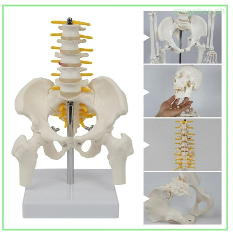 RAN Human Spine Model Lumbar Model Human Cervical Vertebrae Model Life ...