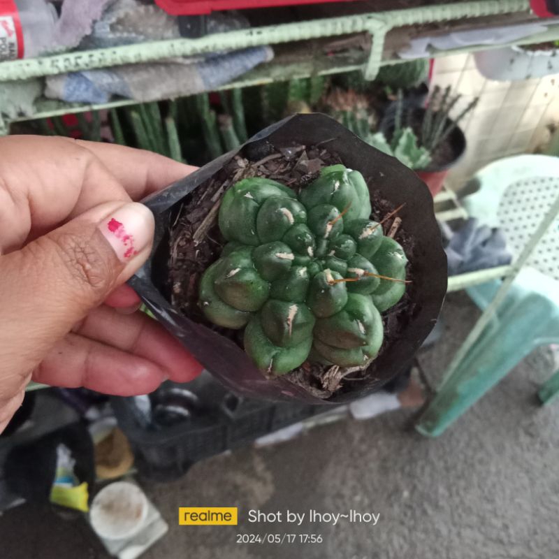 gymnocalysium Kiko cactus collection small size | Shopee Philippines