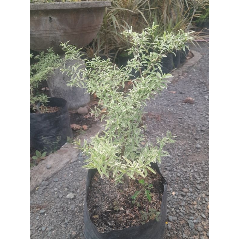 JAPANESE SILVER SUAMEI 1.5-2ft FLOWERING PLANT MABANGO BULAKLAK ...