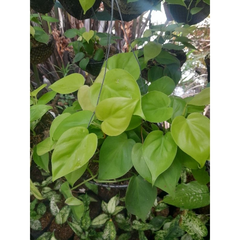 PASABIT (BRAZIL, HEARTH LEAF, SILVER SATIN) | Shopee Philippines