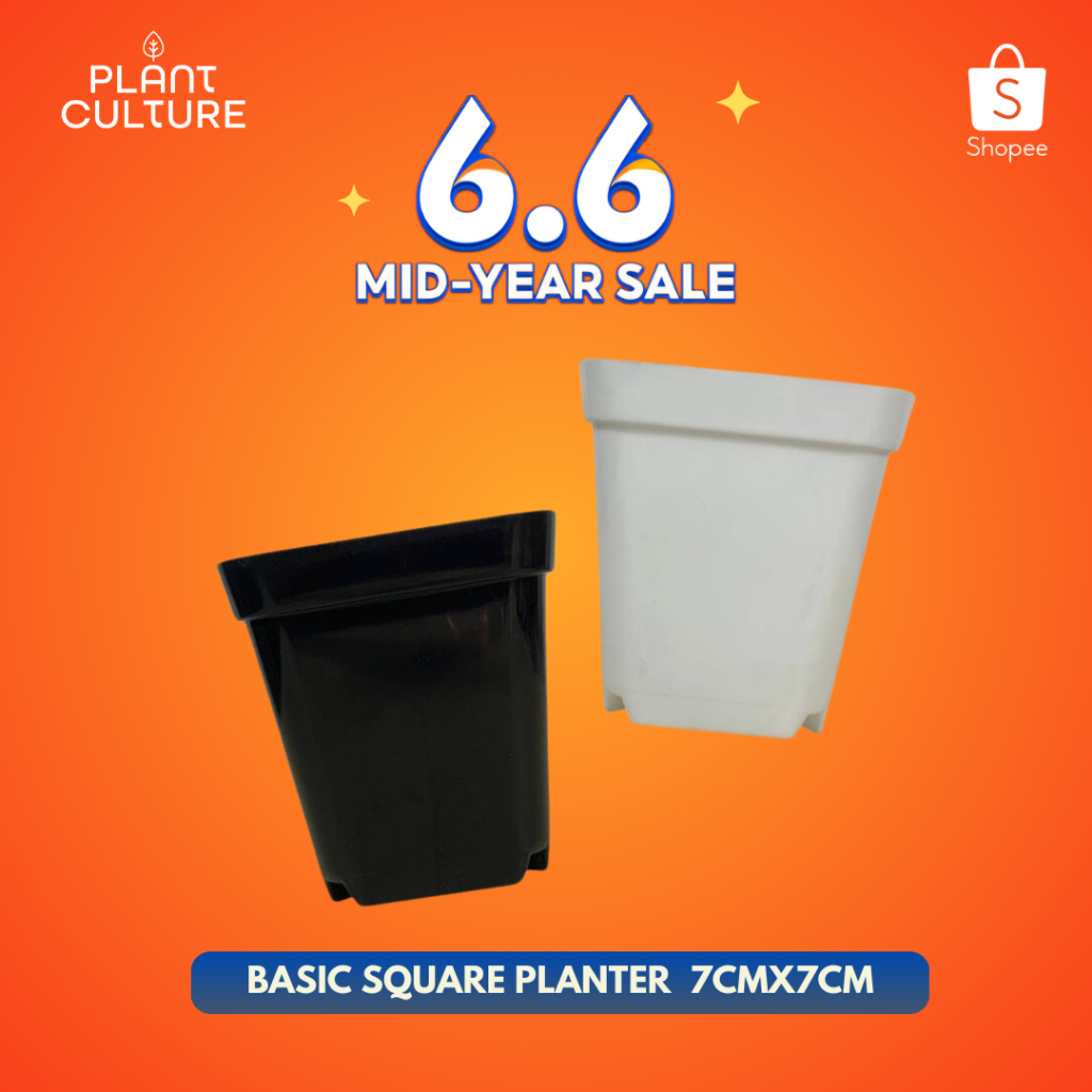 Basic Square Planter | Plastic Pots (10 pcs) | Shopee Philippines