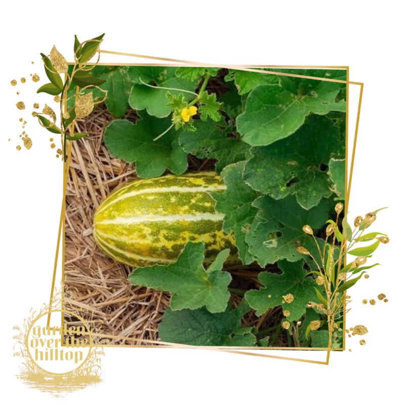 heirloom ilokano murod melong tagalog hami melon muskmelon musk melon ...