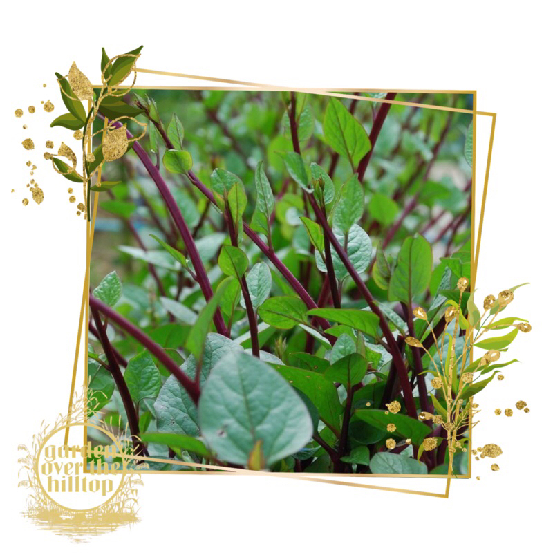 red or purple and green alugbati/basella/malabar malavar spinach mixed ...