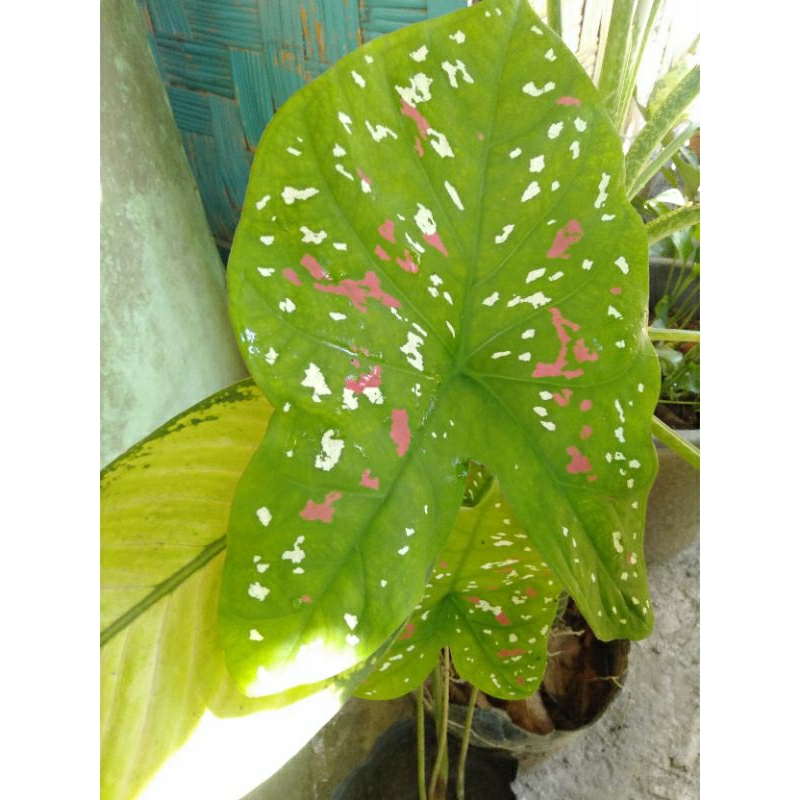 CALADIUM FLORIDA CLOWN/LIVE PLANT (small -medium-big) | Shopee Philippines