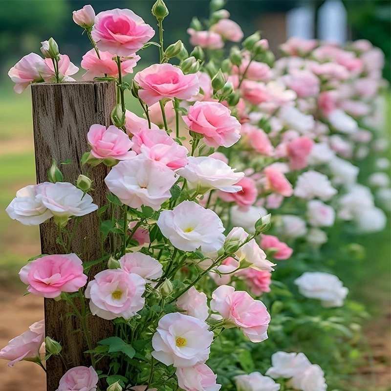 M&A 2000pcs Eustoma Flower Seeds, Vibrant Blooms for Garden & Bouquets ...