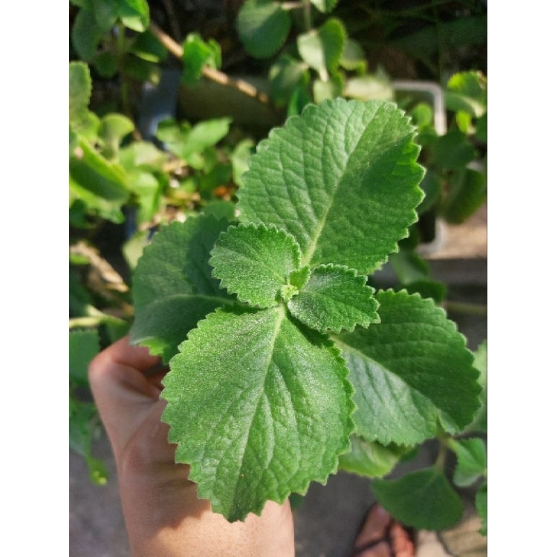 FRESH OREGANO LEAVES BAGONG PITAS BAGO ISHIP 30pcs | Shopee Philippines